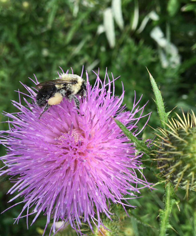 Pollinator Pathways - Branford Land Trust