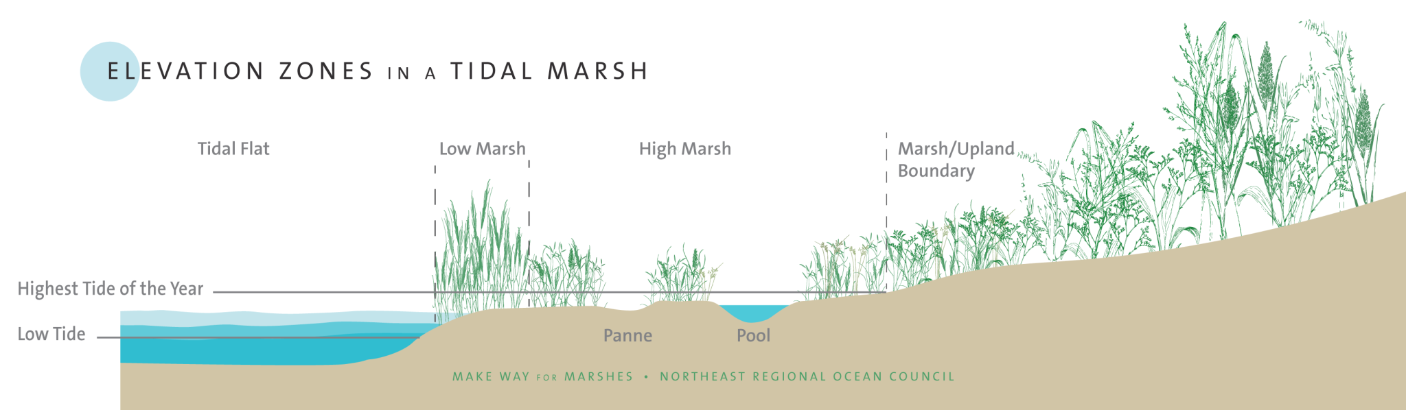 About Salt Marshes - Branford Land Trust