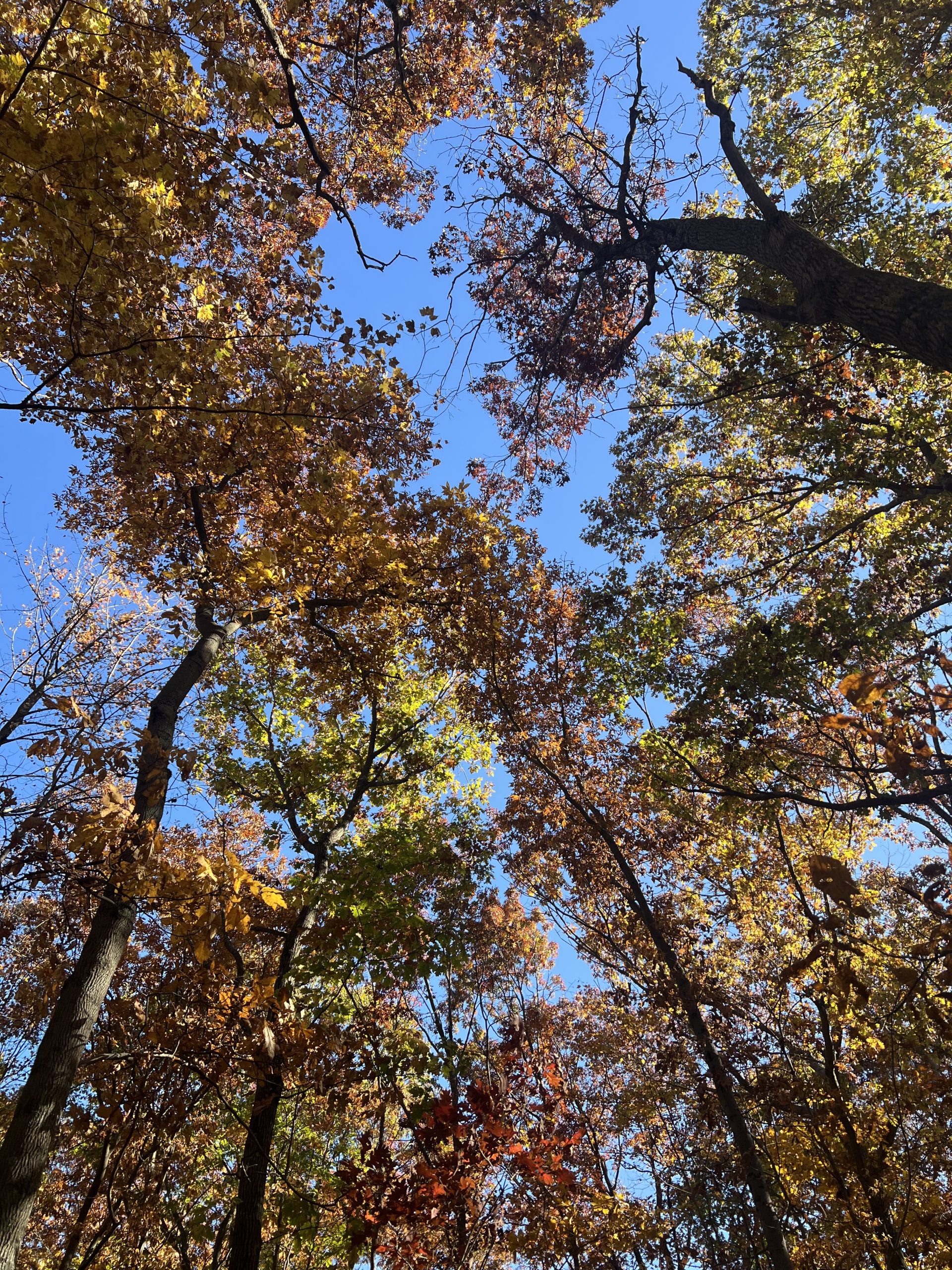 Saltonstall Mountain Preserve: A Fall Foliage walk with the Branford ...